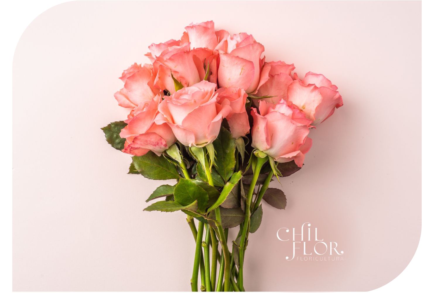 Floricultura em Curitiba Chilflor - Eleita a melhor e mais tradicional